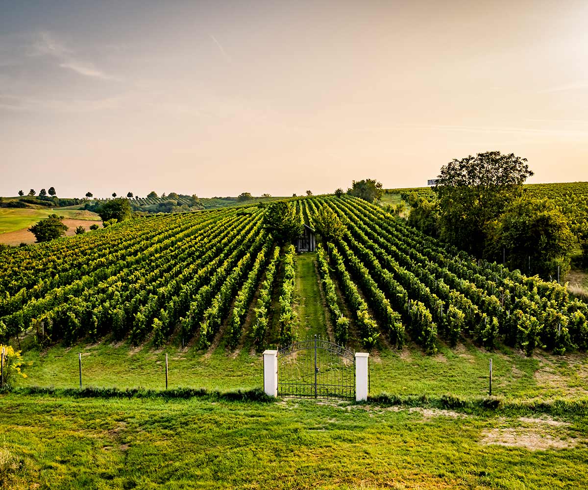 Unlocking the Formula for Success: Legendary Wines from Stock Cultures ...